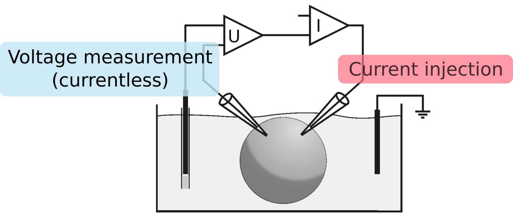 npi's guide to Two Electrode Voltage Clamp in Xenopus oocytes - NPI ...